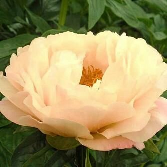 Пион Корал Бич 1шт