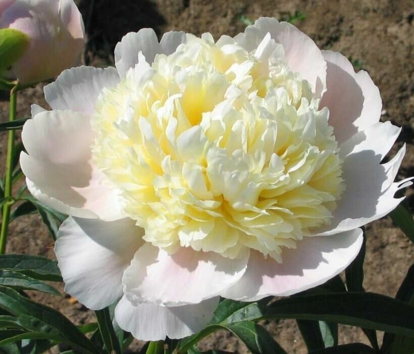 Пион White Charm 1 шт.