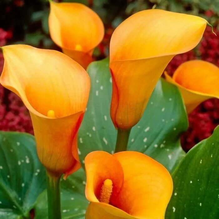 Калла Манго 1шт