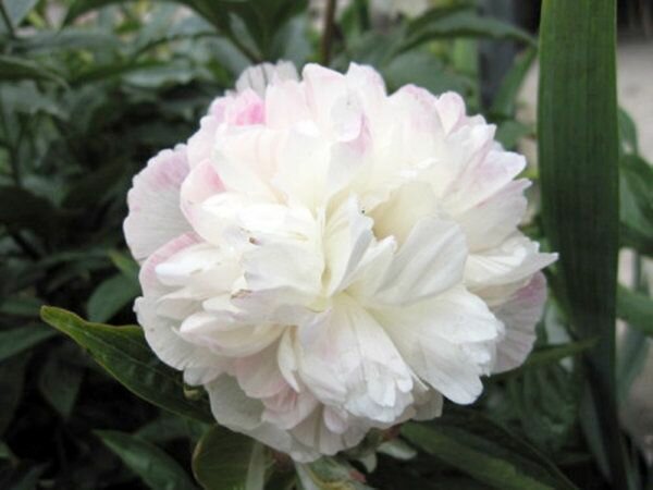 Пион Alba Plena 1 шт.