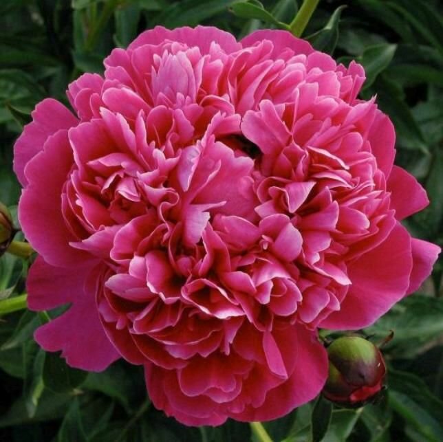 Пион Kansas 1 шт.