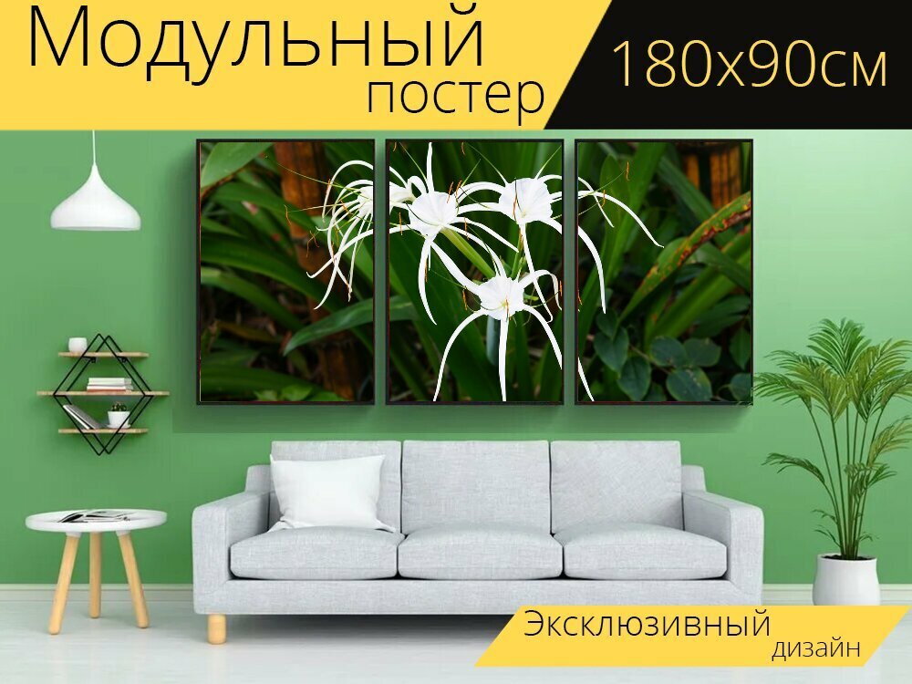 Модульный постер "Пляж паучьи лилии, лилия паука, белый" 180 x 90 см. для интерьера