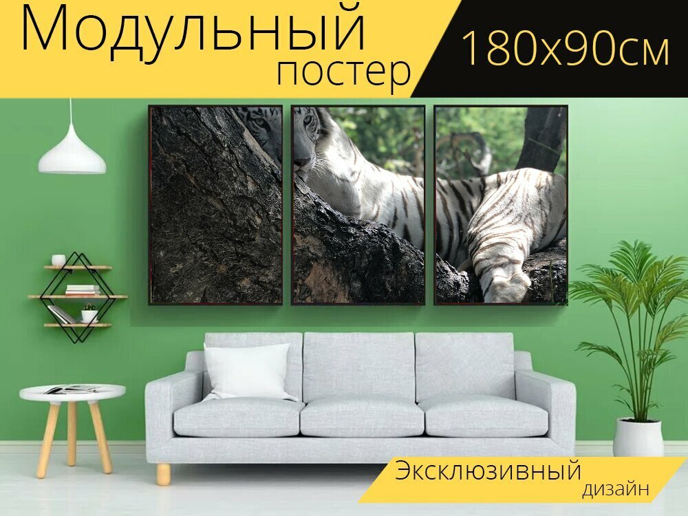 Модульный постер "Тигр, тигр в дереве, белый тигр" 180 x 90 см. для интерьера