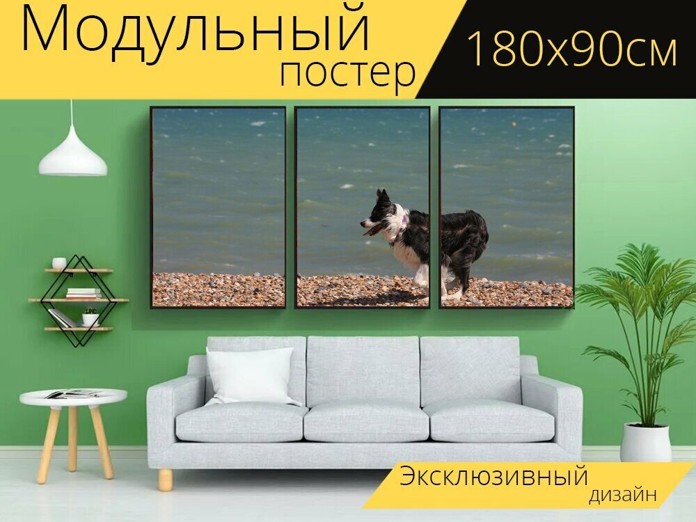 Модульный постер "Бордерколли, колли, собака" 180 x 90 см. для интерьера