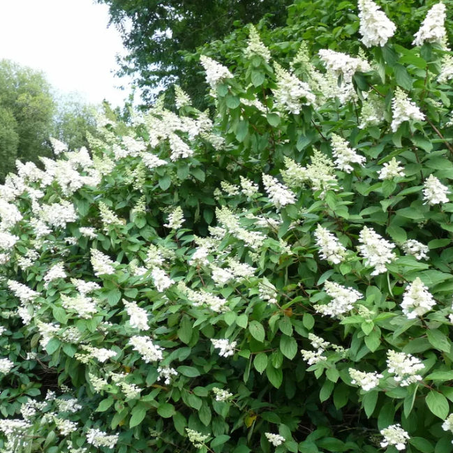 Гортензия метельчатая Уайт Леди (1 саженец в горшке Р9), Польша