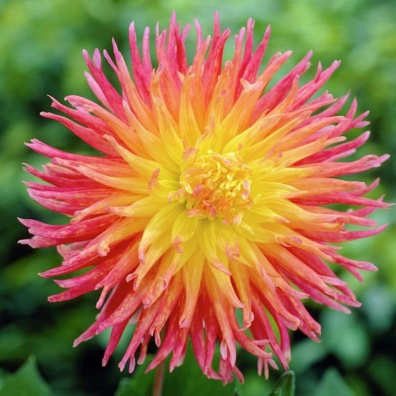 Георгина Фринджет Стар (1 клубень), Нидерланды