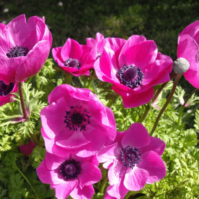 Анемона Сильфид (5 луковиц), Нидерланды