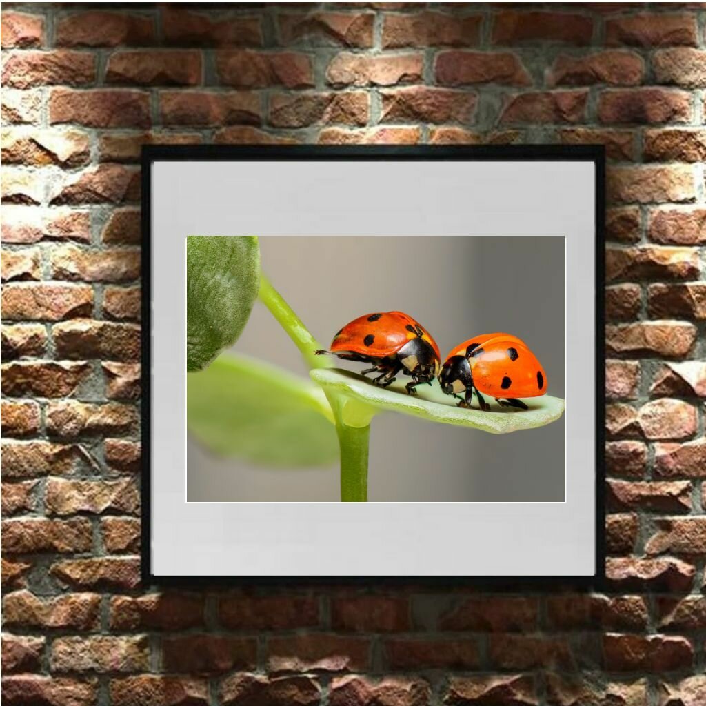 Плакат "Божьи коровки" Cool Eshe из коллекции "Природа", плакат А4