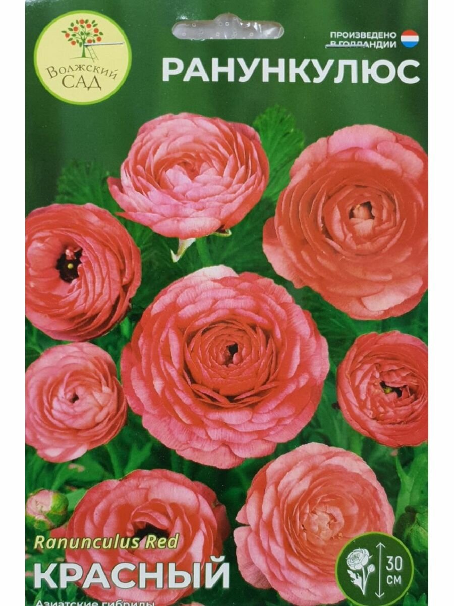 Ранункулюс Красный