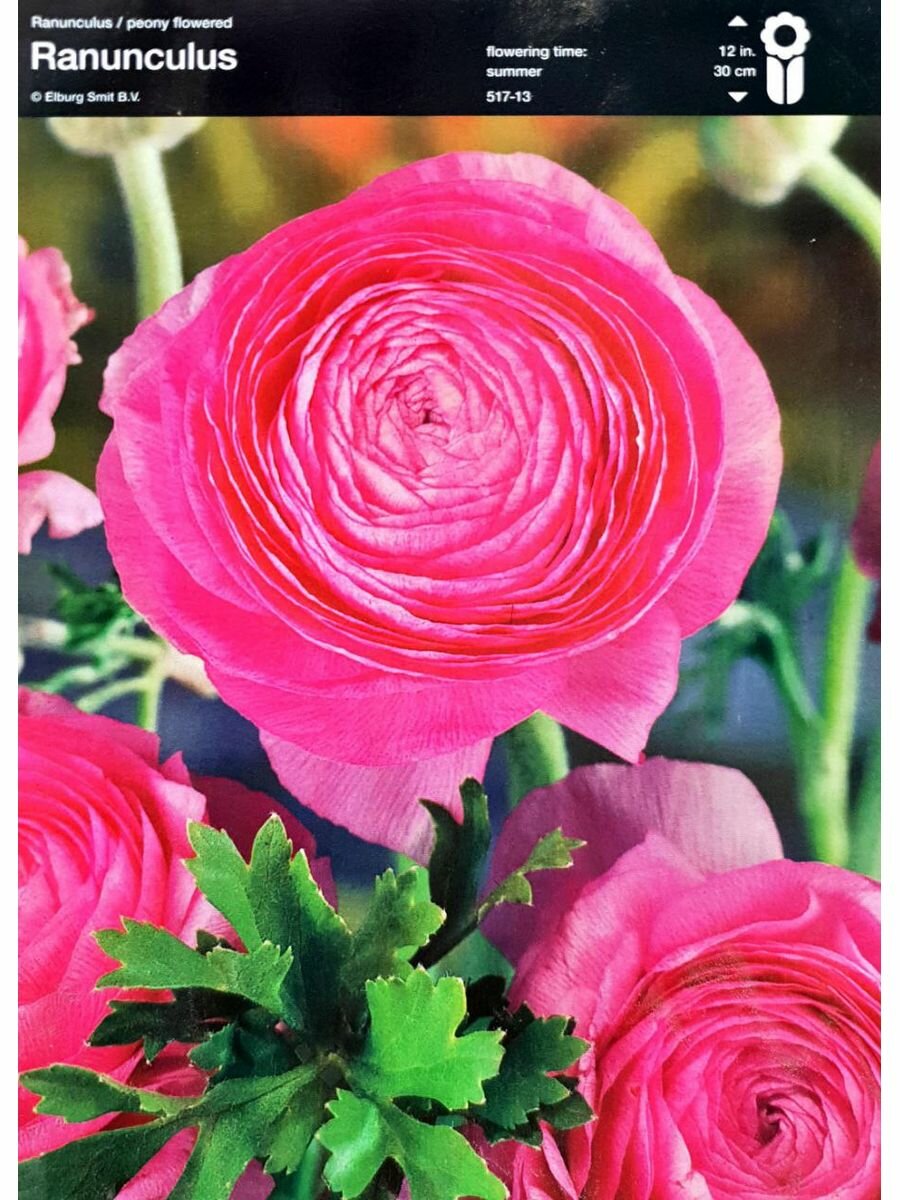 Ранункулюс ярко-розовый (ручная фасовка), Голландия