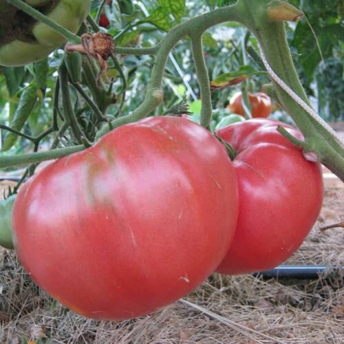 Коллекционные семена томата Казанский Местный