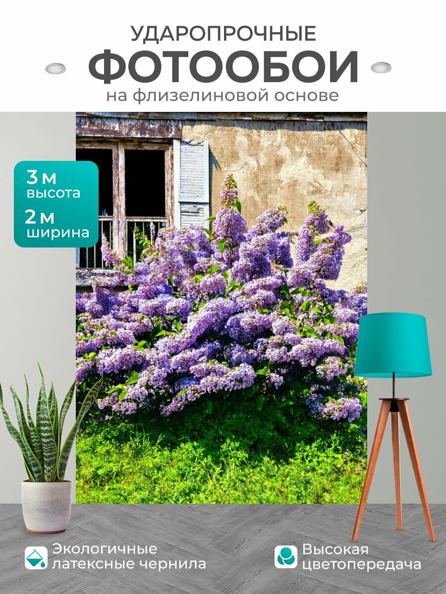 Фотообои моющиеся ударопрочные "Сирень, растущая на фоне старого заброшенного дома, контраст яркости цветов и тусклой стены, создающий атмосферу ностальгии" 200x300 см. флизелиновые на стену