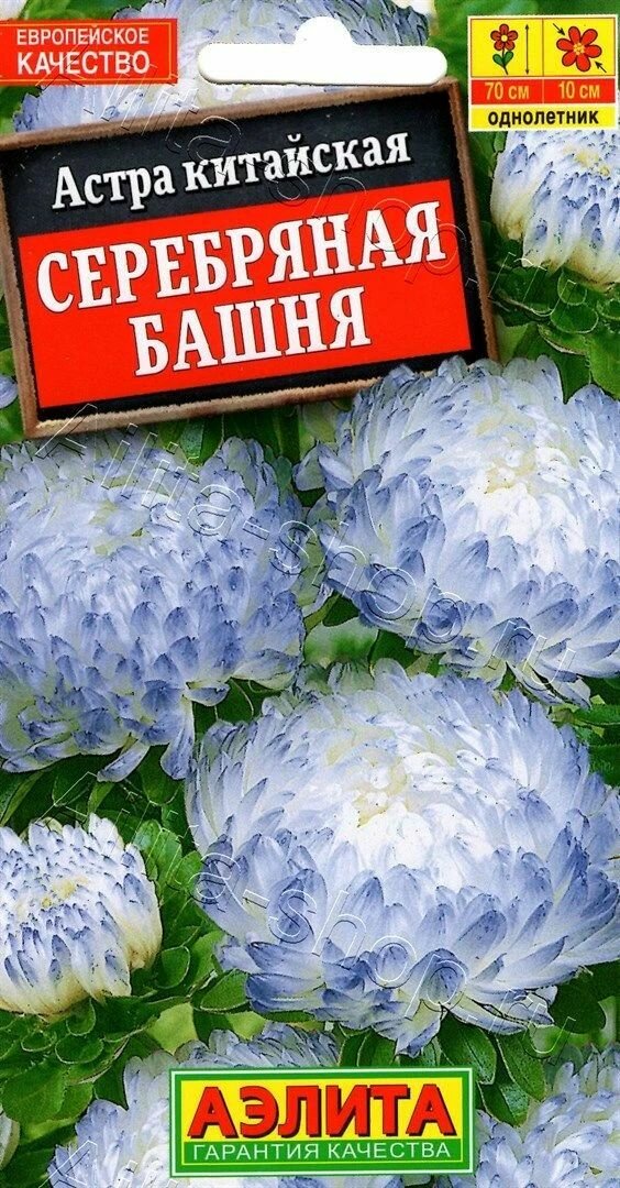 Астра Серебряная башня (3 упаковки семян)