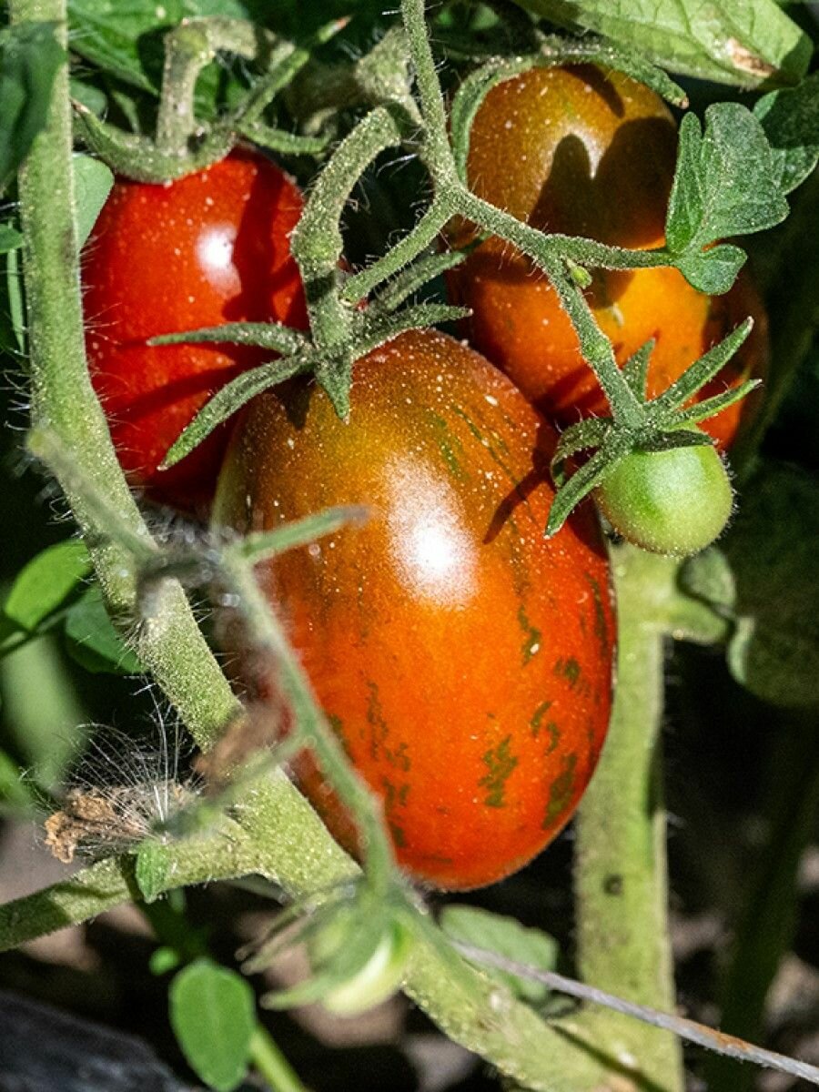 Семена Томат гном Любовь Одри (Dwarf Audreys Love), 8 штук