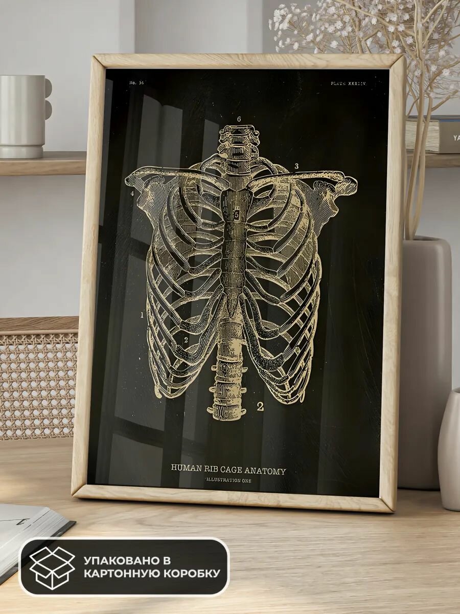 Интерьерный постер из крафт-бумаги без рамки Human Rib Cage Anatomy 42 х 29 см