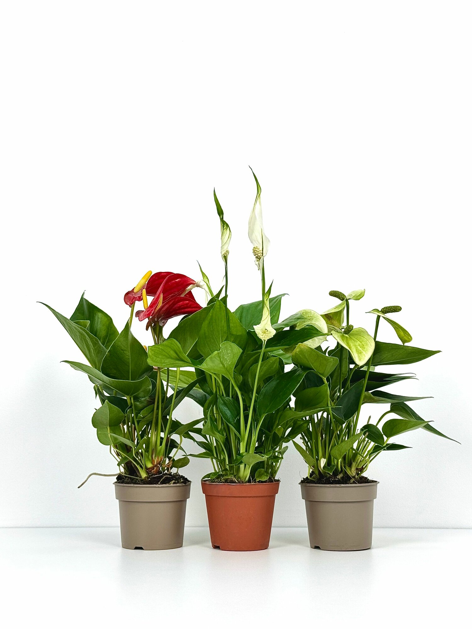 Набор 3 растения Спатифиллум Антуриум красный Антуриум белый в горшке D9 (живые растения)