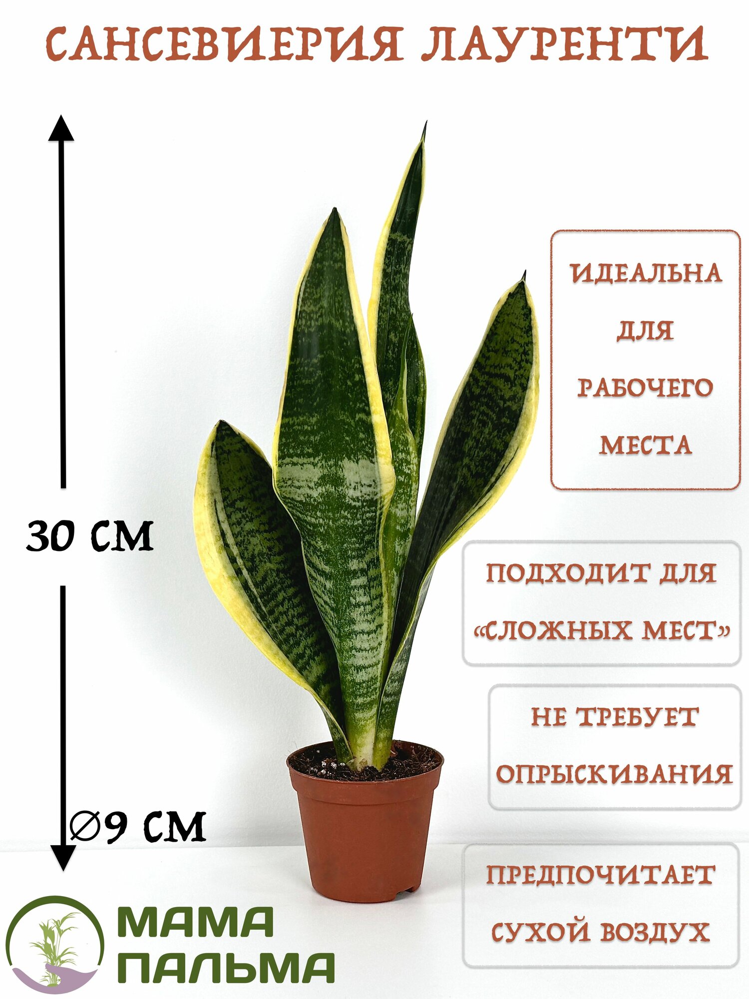 Живое растение Сансевиерия Лауренти тещин язык в горшке D9 высота 30 см