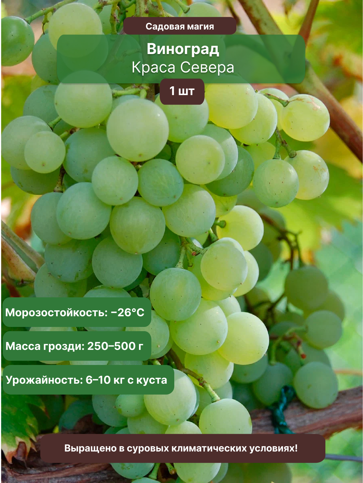 Виноград Краса Севера 1 шт / многолетний, морозостойкий сорт