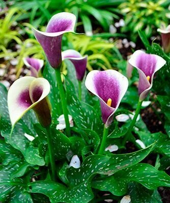 Калла Вермеер 1шт