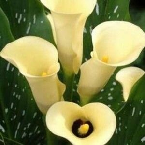 Калла Корона 1шт