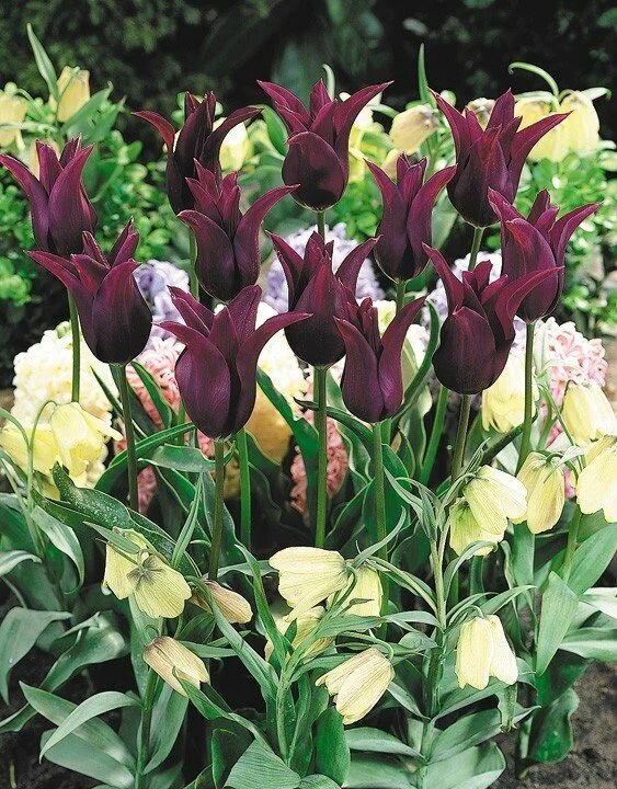 Тюльпан Бургунди 5 шт.