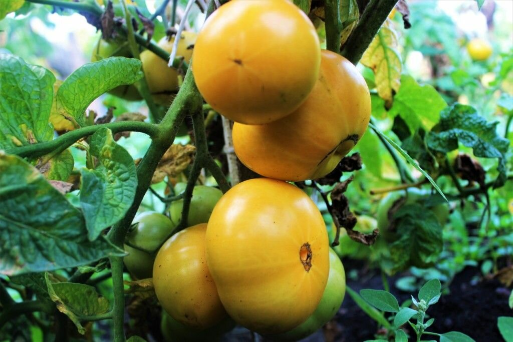 Коллекционные семена томата "Гном Оранжевый Крем"