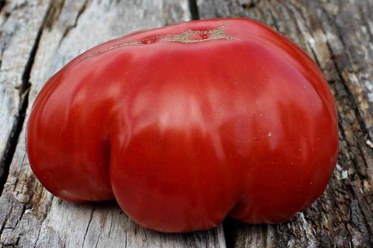 Коллекционные семена томата Бычий мешок Ребекки Себастьян х Большой Зак