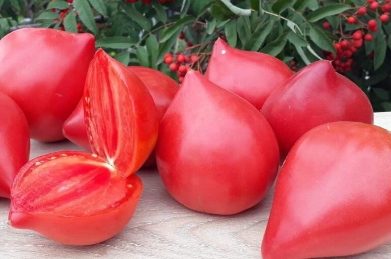 Коллекционные семена томата Минусинские от старожилов средние с носиком