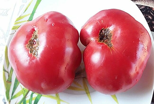 Коллекционные семена Томат Укус змеи