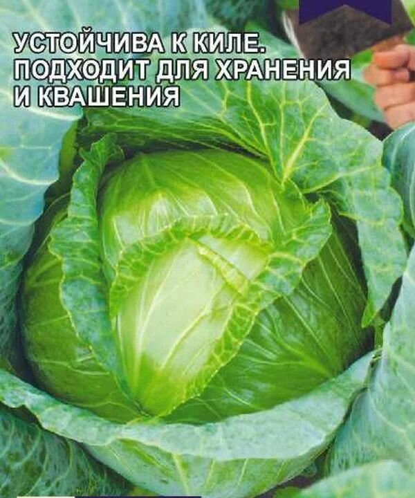 Коллекционные семена капусты б/к Антикиллер