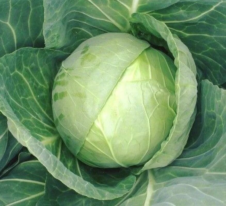 Коллекционные семена капусты б/к F1 Графиня