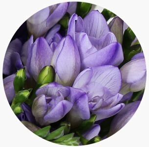 Фрезия Enkelbloemig Bohemian 1шт