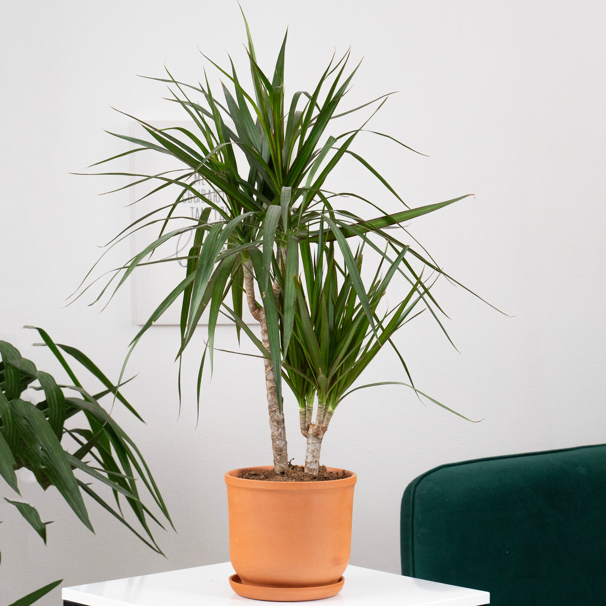 Пальма Драцена в керамическом кашпо, 70-80 см
