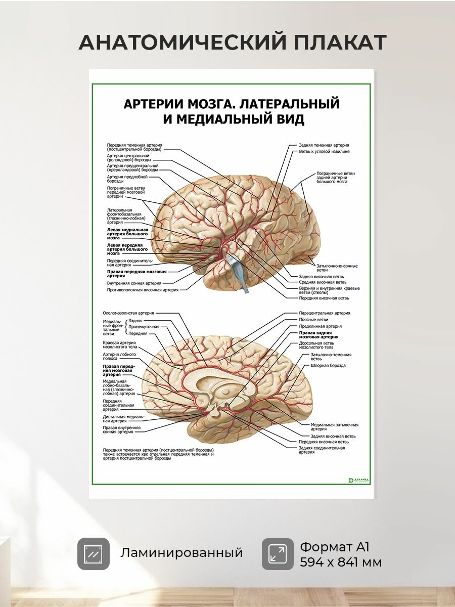 Обучающий медицинский плакат Артерии мозга. Латеральный и медиальный вид ламинированный А1