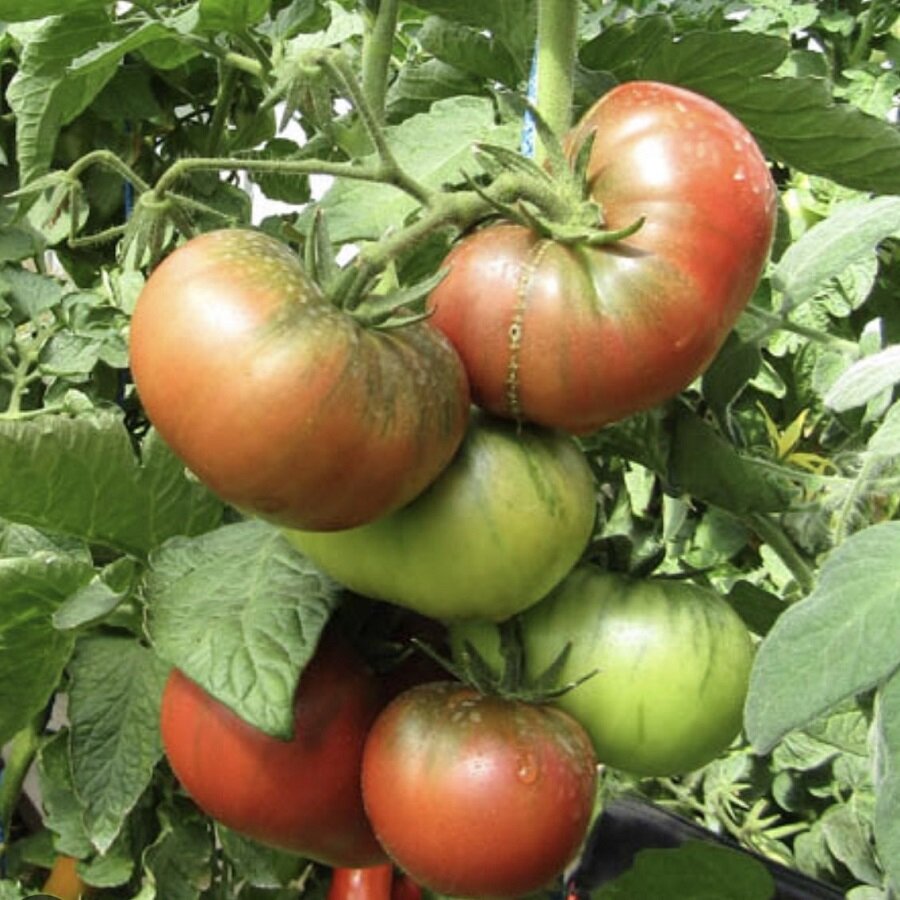 Семена Deodar SEEDS COMPANY Томат Гном Дикий Фред 10 шт.