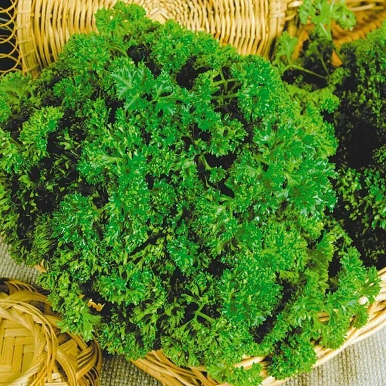 Коллекционные семена петрушки Кучерявец (кудрявая)