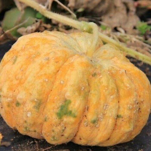 Коллекционные семена дыни Необычайная F1 — купить в интернет-магазине ...