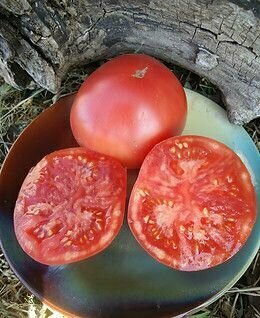 Коллекционные семена томата Чудо Уитсон