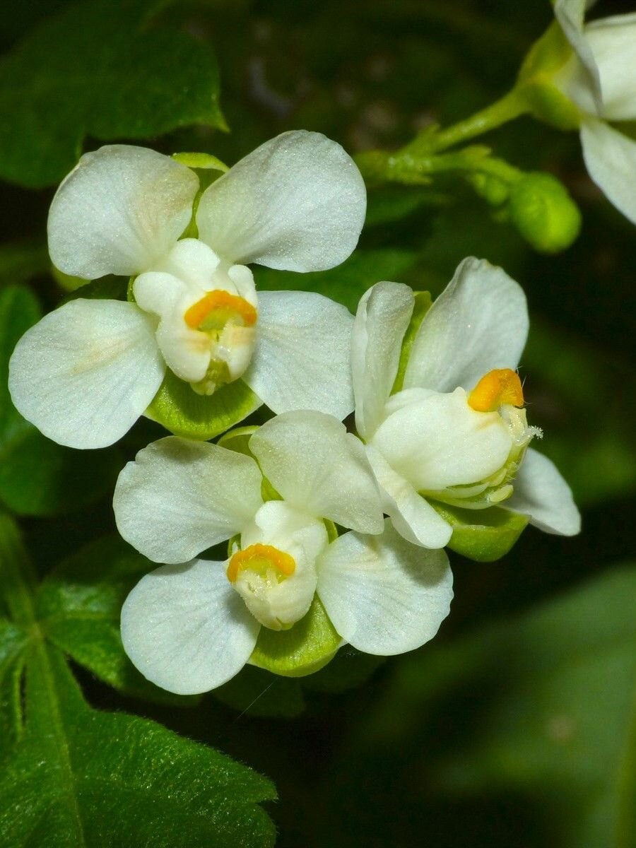 Лиана Халикакаб семена 5 штук