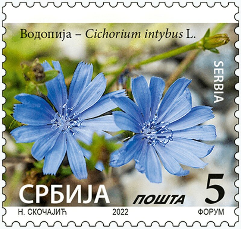 Почтовые марки Сербия 2022г. "Цикорий - Cichorium intybus L." Цветы, Флора MNH