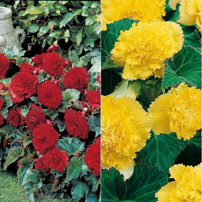 Бегония Бахромчатая TWIN RED 2 шт.\YELLOW 2 шт. (4 Клубня)