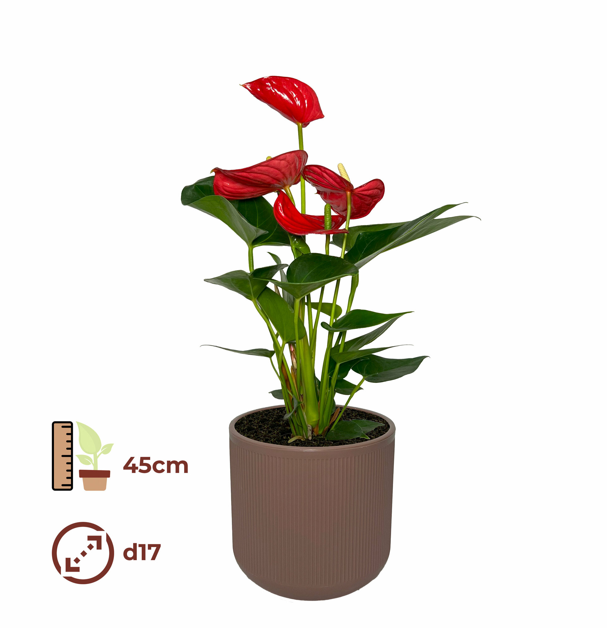 Антуриум Красный 17/45, цвет кашпо инжир