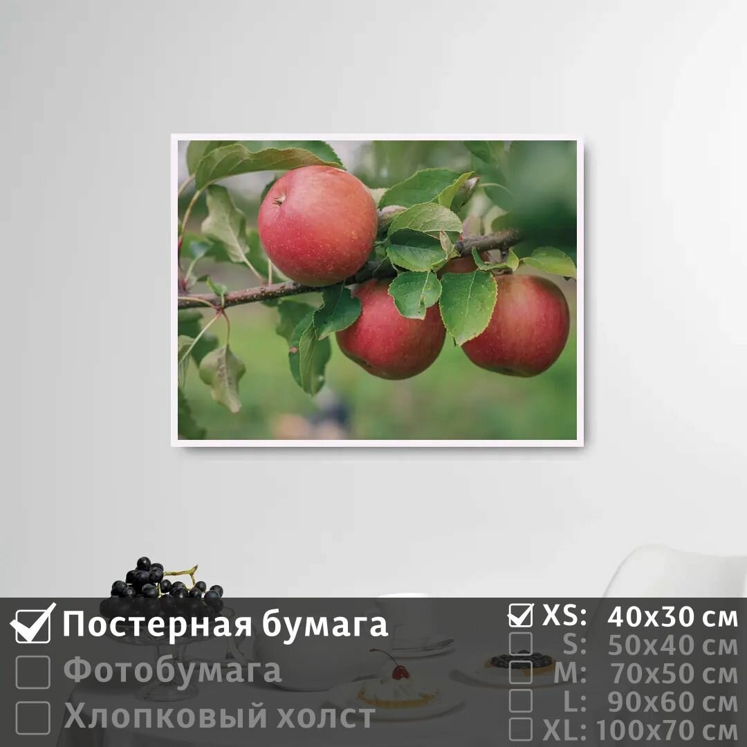 Постер на стену Красные Яблоки На Ветке Яблони 40х30 см ПолиЦентр