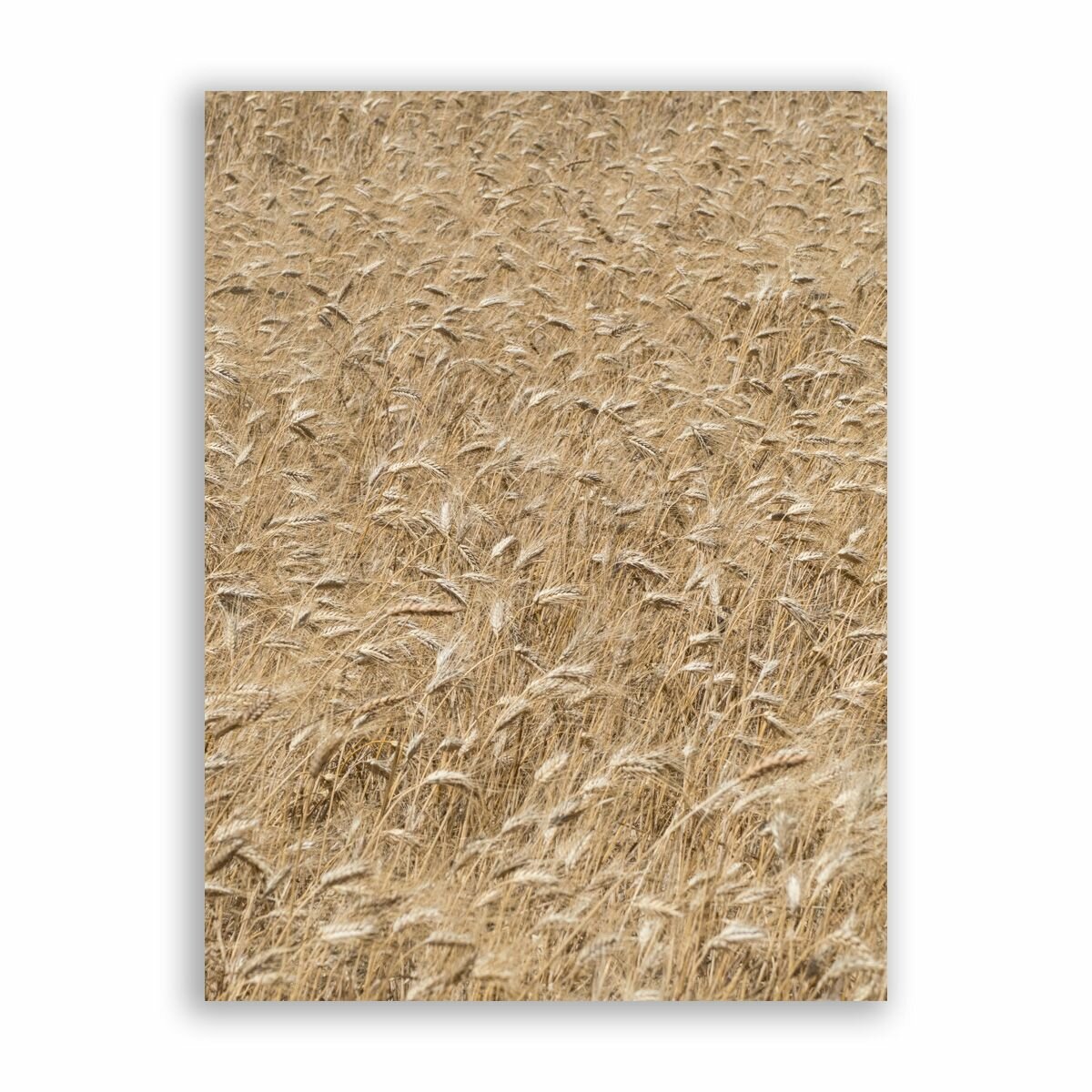 Постер, плакат на бумаге / Пшеница / Размер 30 x 40 см
