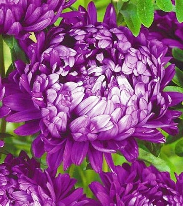 Астра Вайолеттер фиолетовая