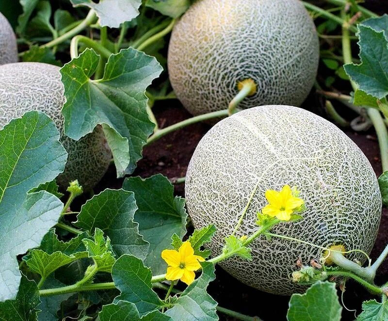 Коллекционные семена дыни Крисмас F1