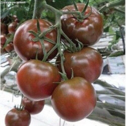 Томат Черный принц Н12 (0,05 гр.), Гавриш, Россия