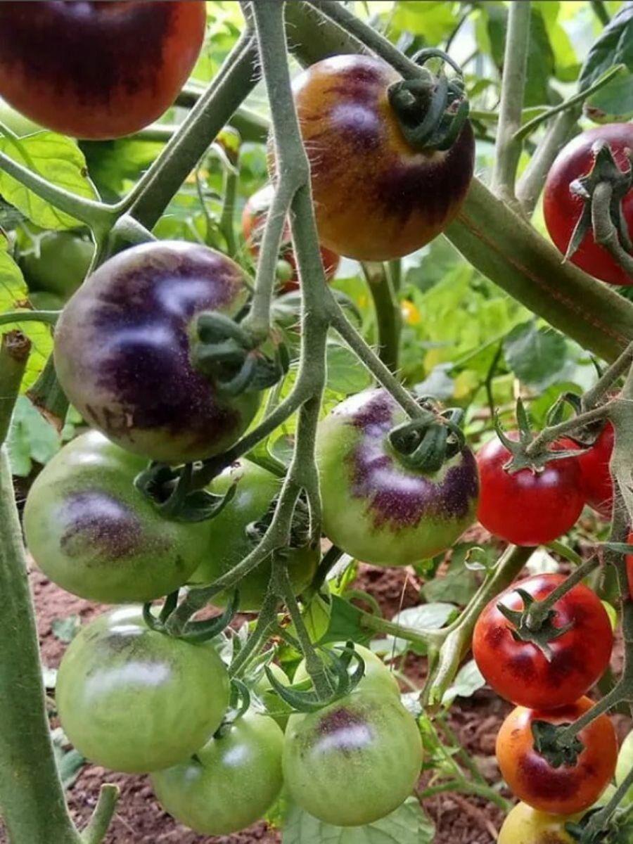 Томат Каштановый шоколад семена 10 штук