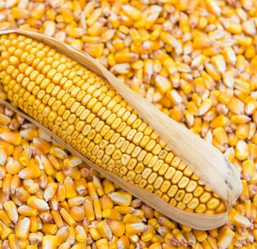 Кукуруза кормовая 10кг. При покупки подарок 100% понравится Вам и вашим питомцам)