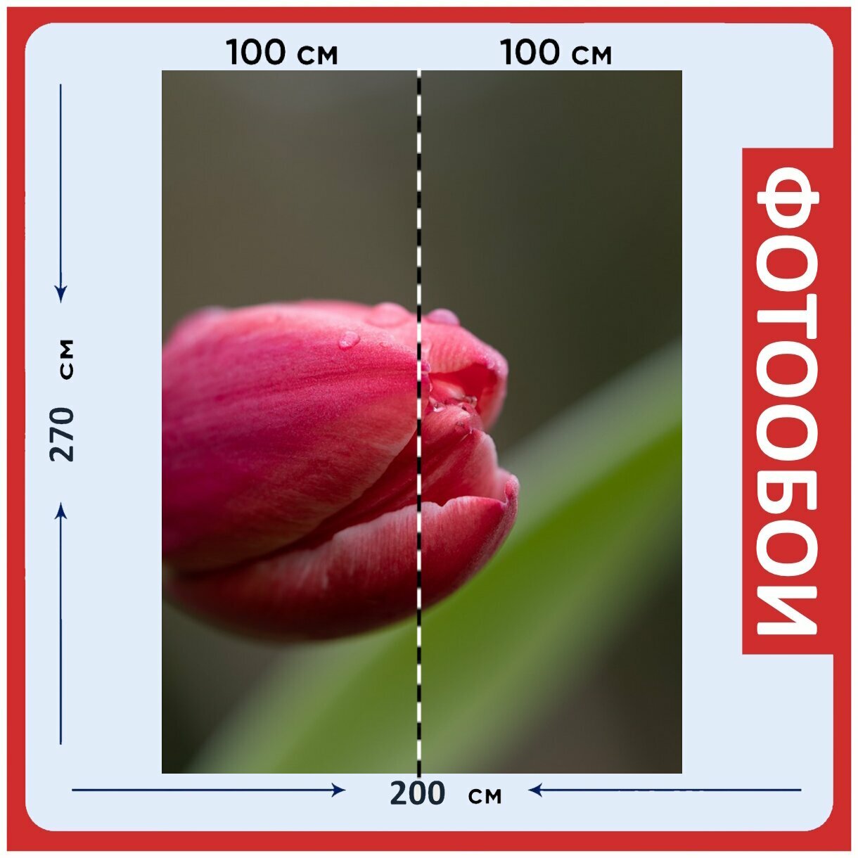 Фотообои "Тюльпан, красный тюльпан, цветок" 200x270 см. флизелиновыена стену